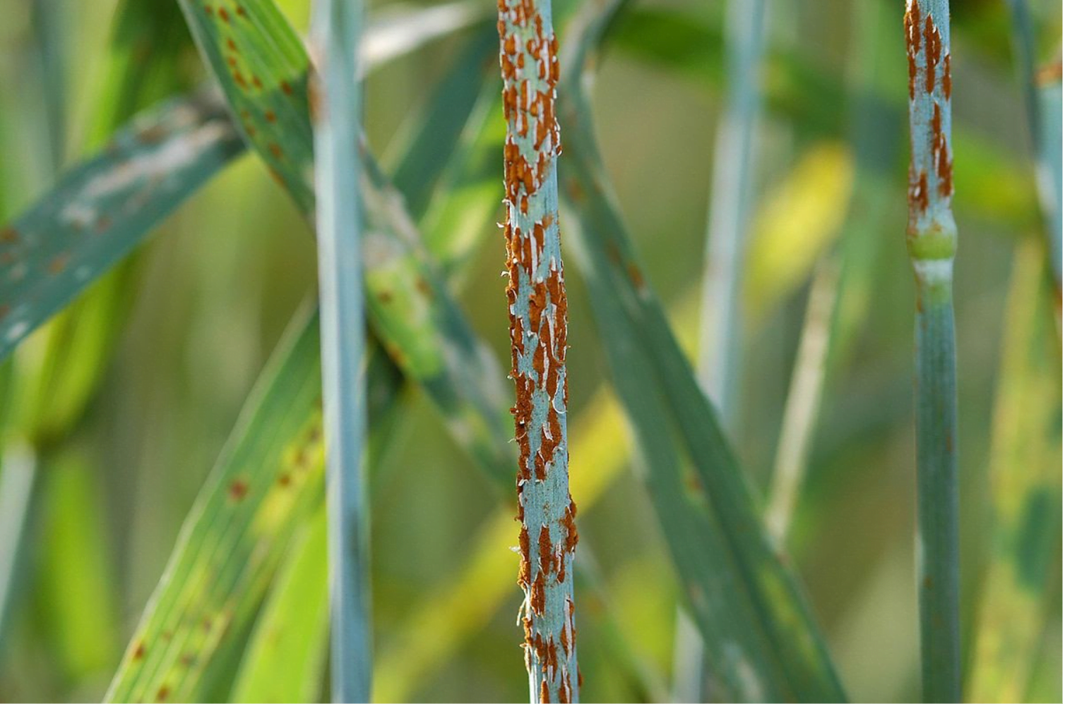 ¿Cómo es la siembra de centeno?